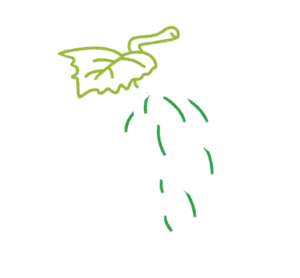 Tropical Hopslam - Bell's Brewery